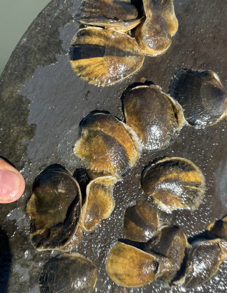 Shoreline Protection Solutions | Cliff & Oyster Reef Systems - Gabion ...